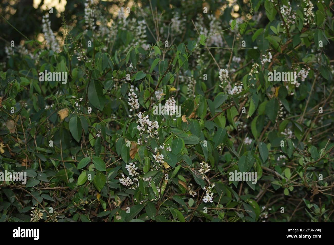 Common Derris (Derris trifoliata) Plantae Stock Photo - Alamy