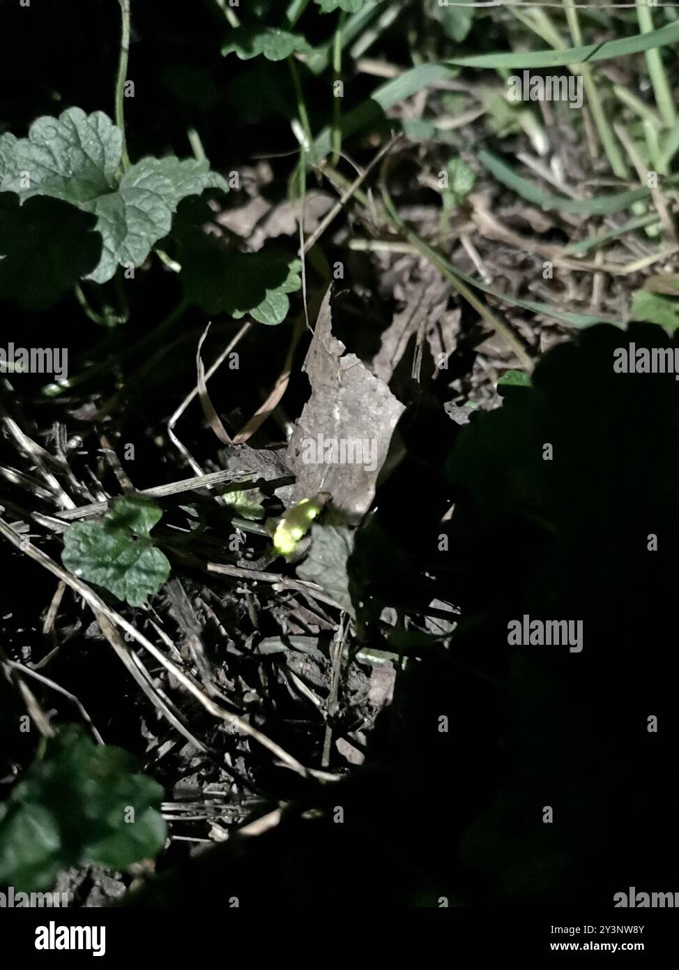 Lesser Glowworm (Lamprohiza splendidula) Insecta Stock Photo - Alamy
