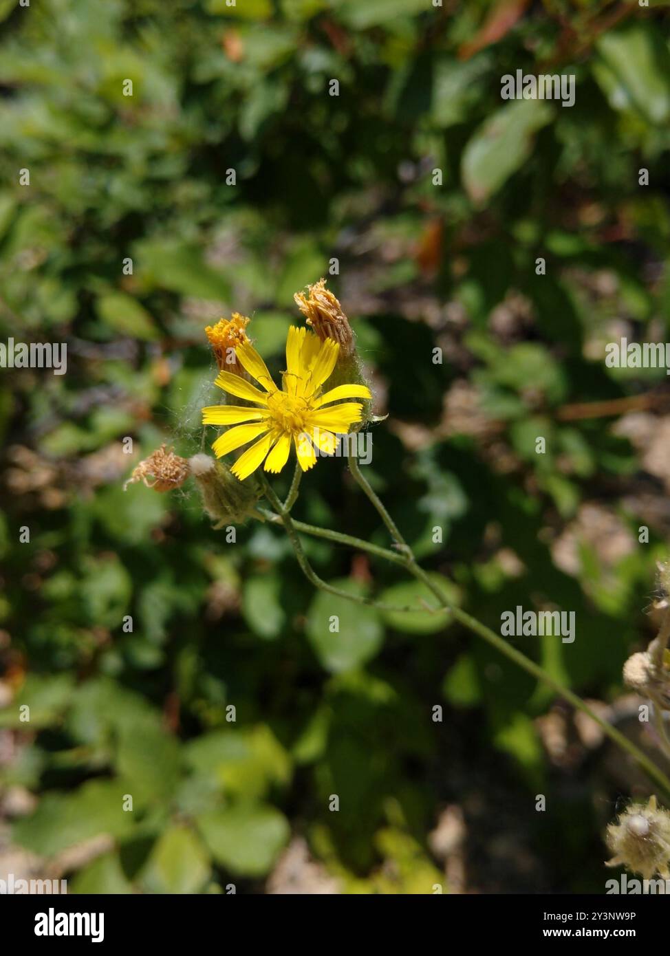 narrow-leaved hawksbeard (Crepis tectorum) Plantae Stock Photo - Alamy