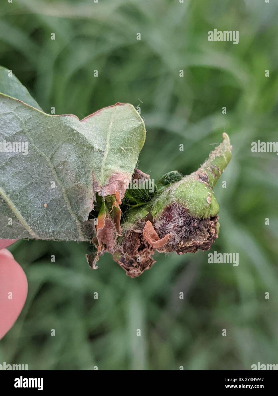 Oak Petiole Gall Wasp (Andricus quercuspetiolicola) Insecta Stock Photo ...