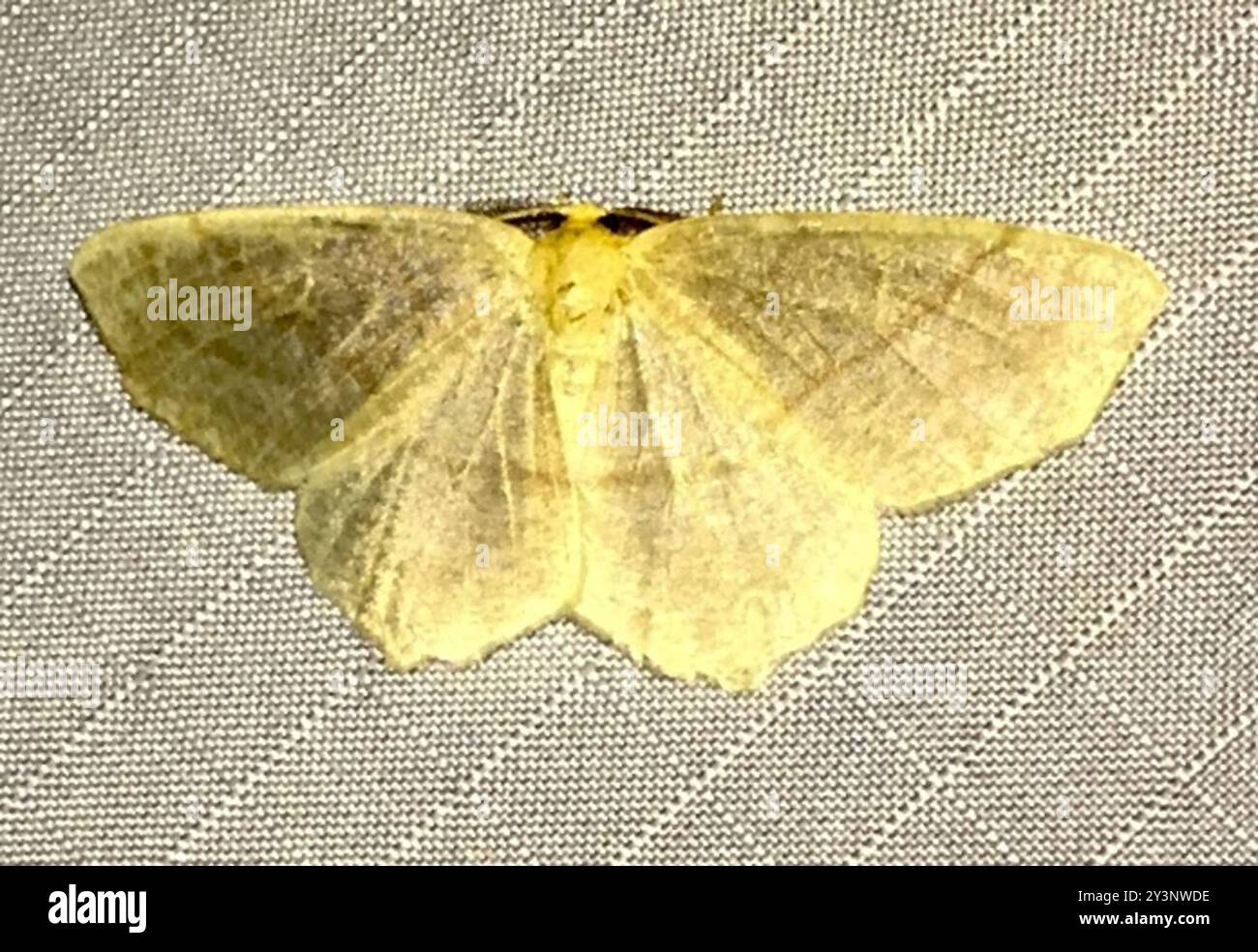 Straw Besma Moth (Besma endropiaria) Insecta Stock Photo - Alamy