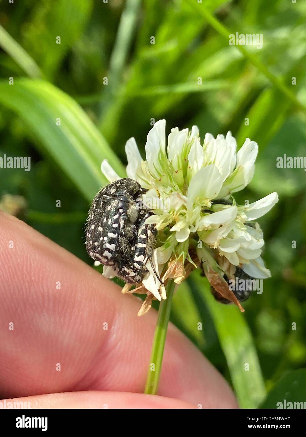 Mediterranean Spotted Chafer (Oxythyrea funesta) Insecta Stock Photo ...