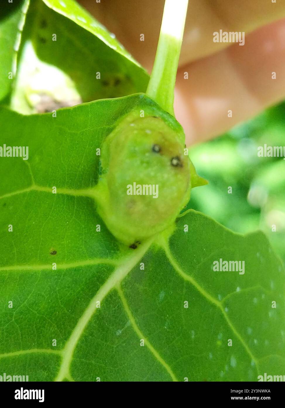 Poplar Leaf-stem Gall Aphids (Pemphigus) Insecta Stock Photo - Alamy