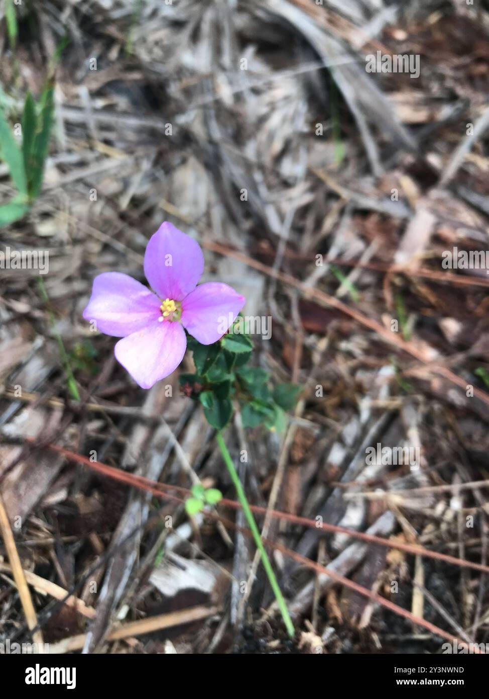Meadowbeauties (Rhexia) Plantae Stock Photo - Alamy