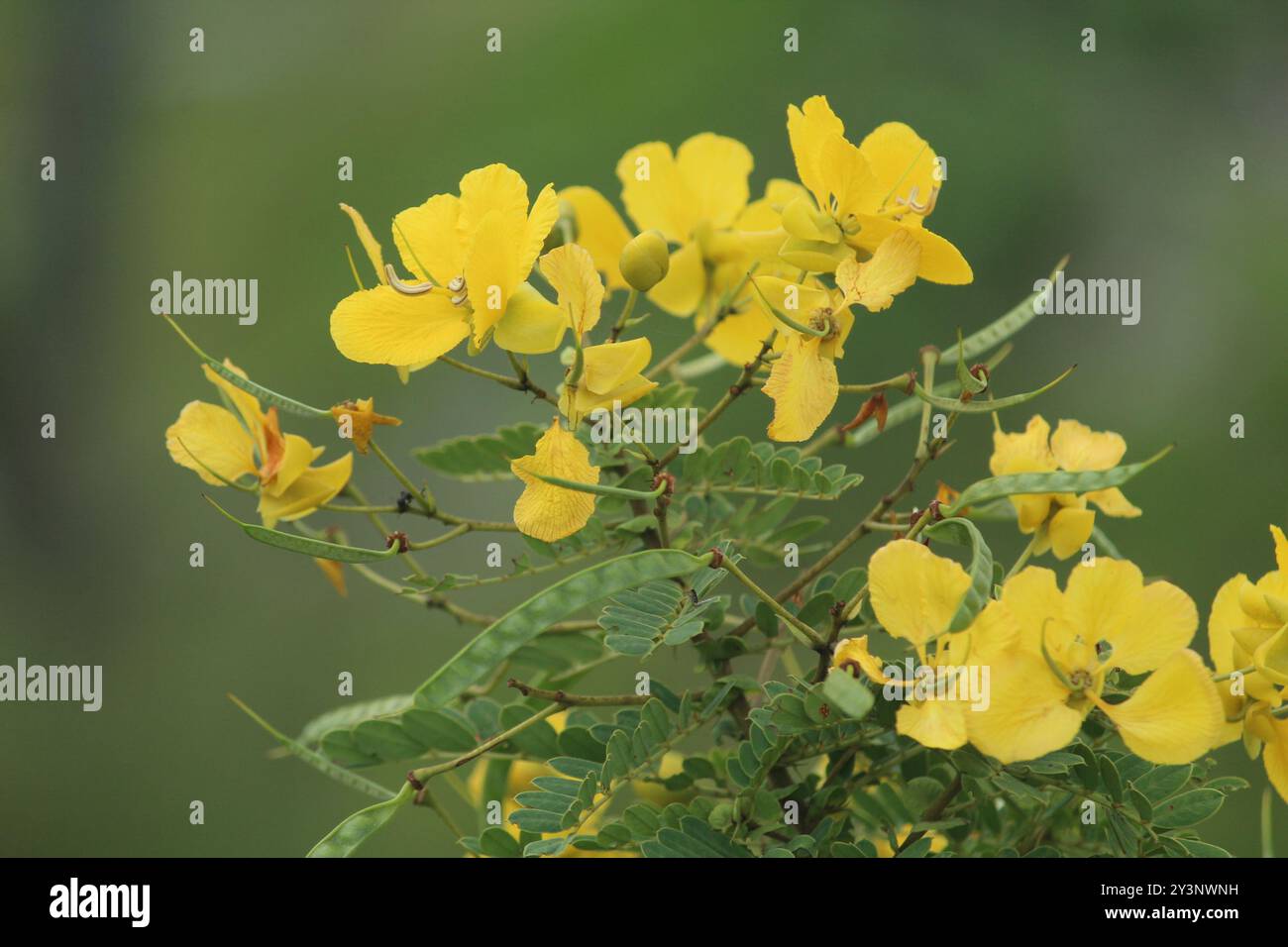 matura tea tree (Senna auriculata) Plantae Stock Photo - Alamy