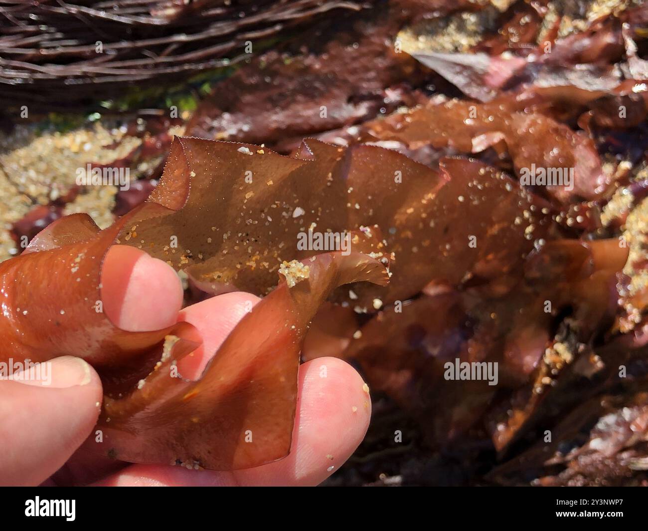 red algae (Rhodophyta) Plantae Stock Photo - Alamy