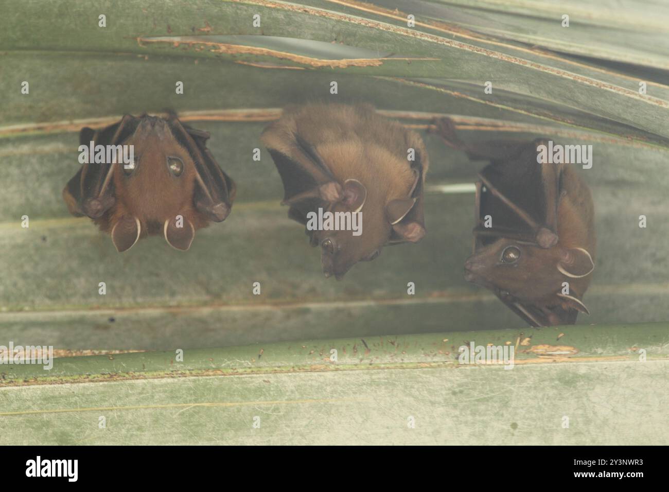 Short-nosed Fruit Bats (Cynopterus) Mammalia Stock Photo - Alamy