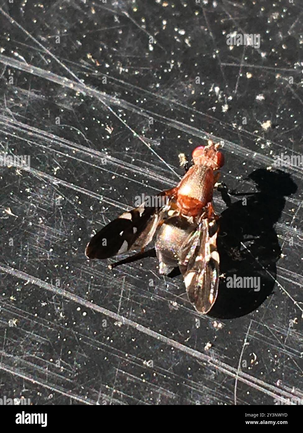 Common Picture-winged Fly (Delphinia picta) Insecta Stock Photo - Alamy