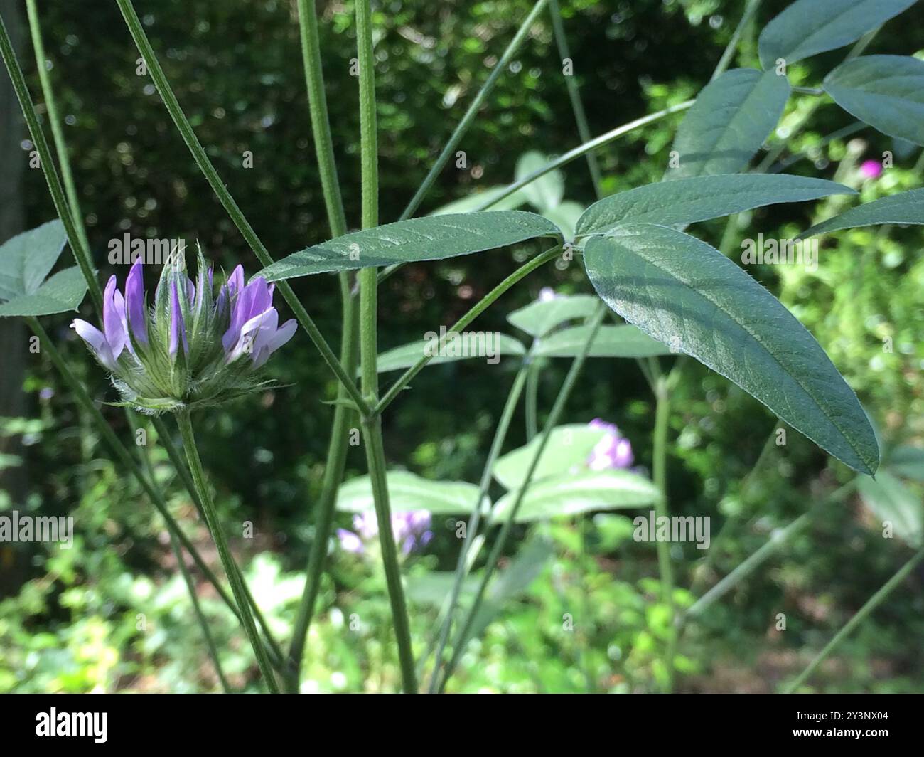 arabian pea (Bituminaria bituminosa) Plantae Stock Photo - Alamy