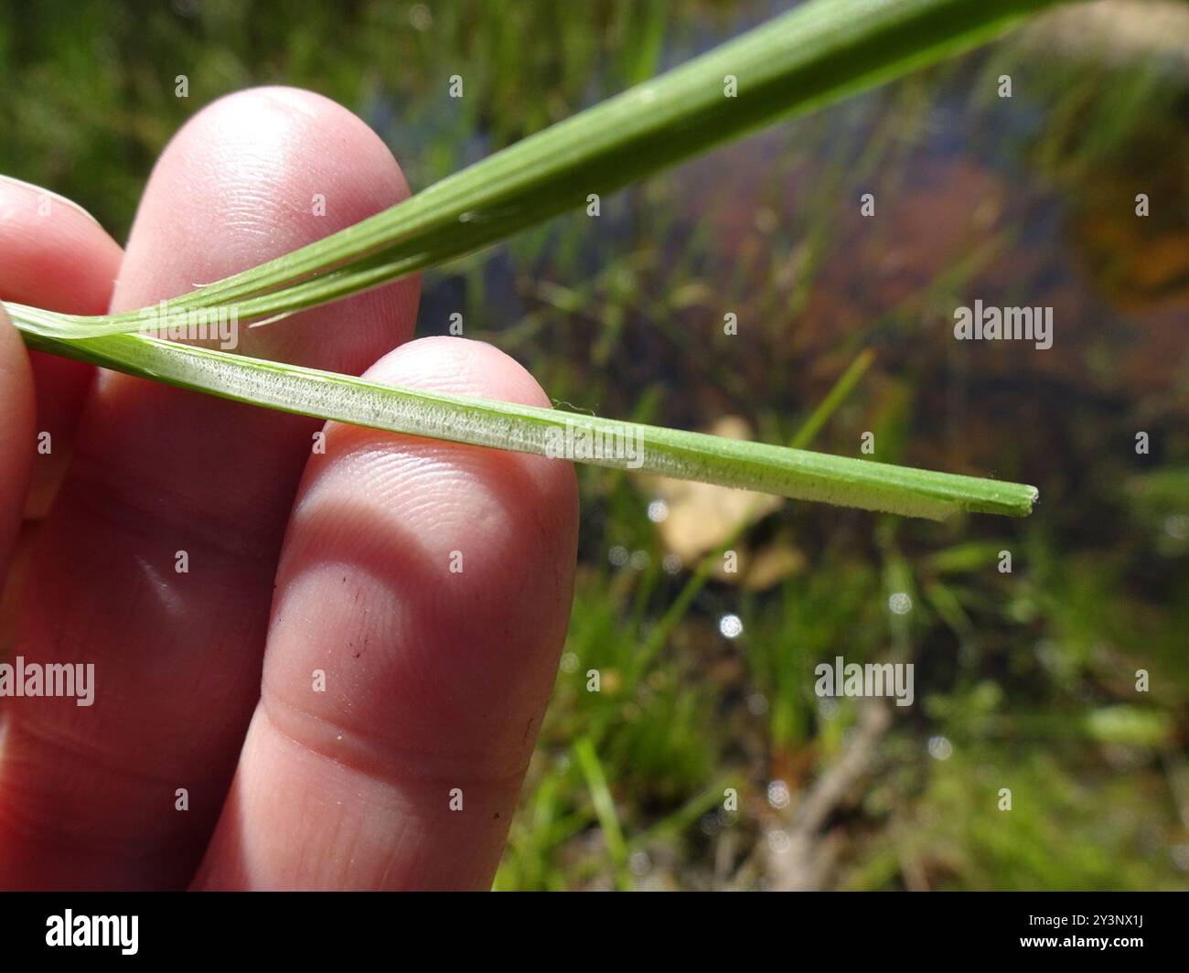Soft Rush (Juncus effusus) Plantae Stock Photo - Alamy