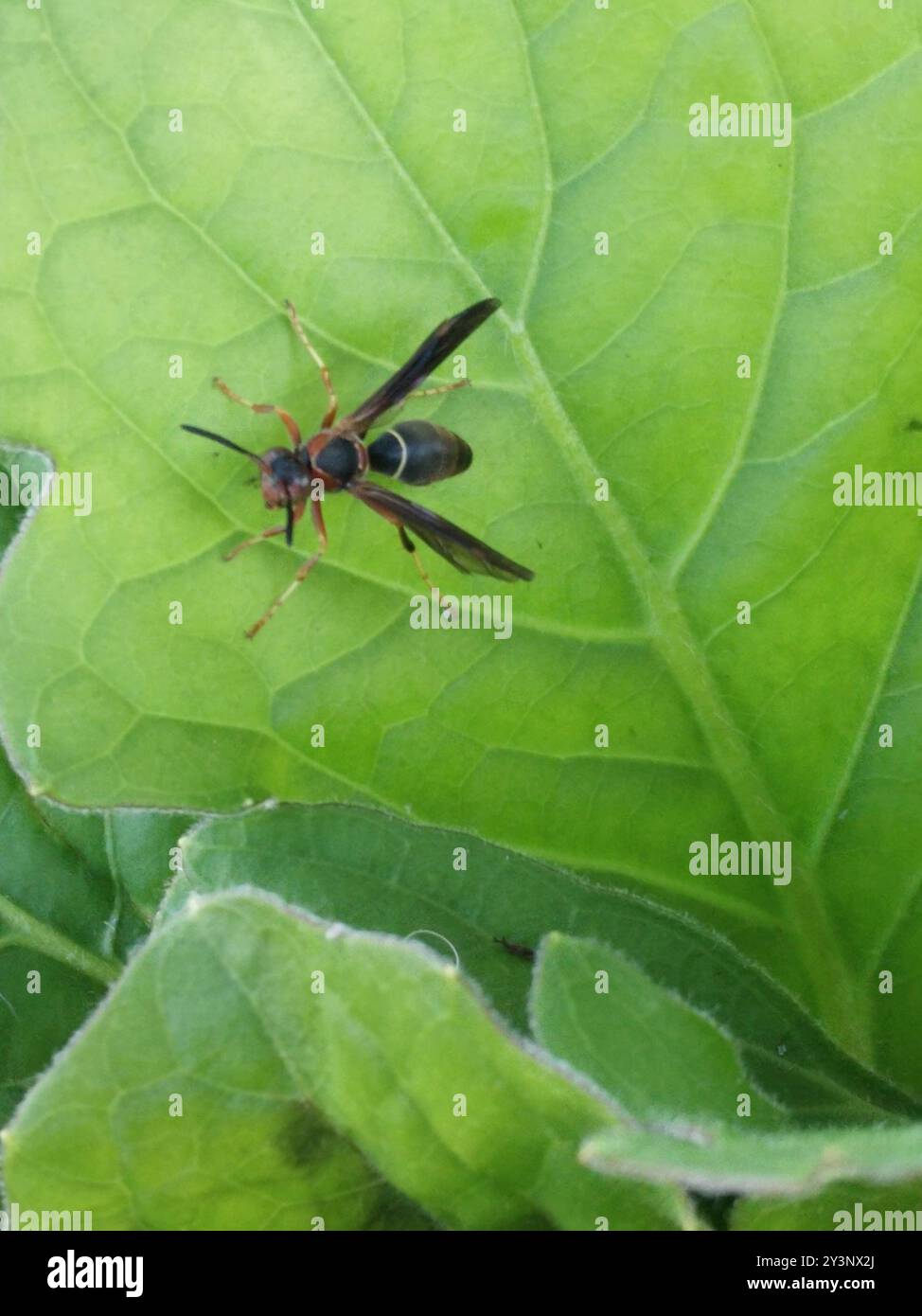 Parametric Paper Wasp (Polistes parametricus) Insecta Stock Photo - Alamy