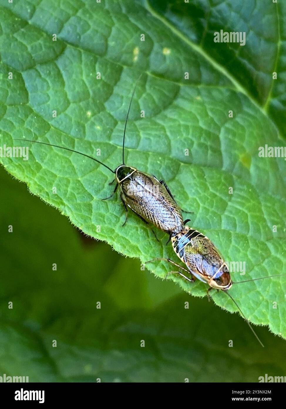 Forest Cockroach (Ectobius sylvestris) Insecta Stock Photo - Alamy