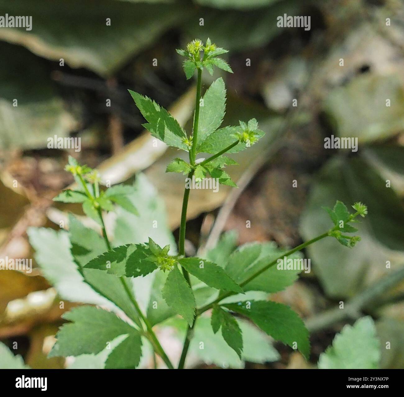 Black Snakeroot (Sanicula canadensis) Plantae Stock Photo - Alamy