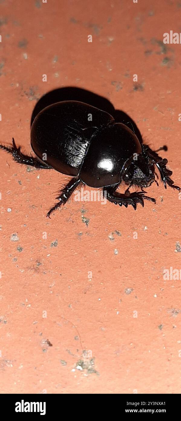 Earth-boring Beetles (Geotrupidae) Insecta Stock Photo - Alamy