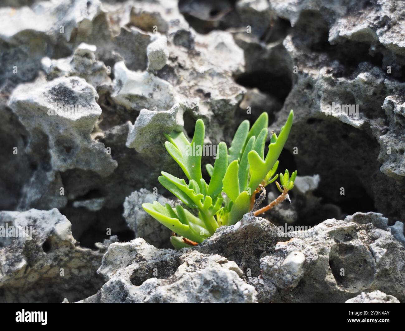 (Kalanchoe ceratophylla) Plantae Stock Photo - Alamy