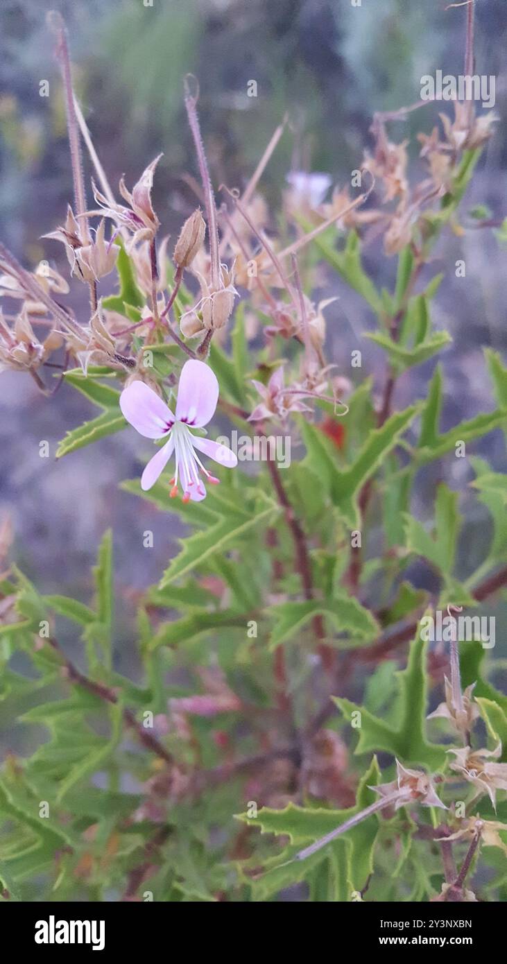 Sticky Storksbill (Pelargonium scabrum) Plantae Stock Photo - Alamy
