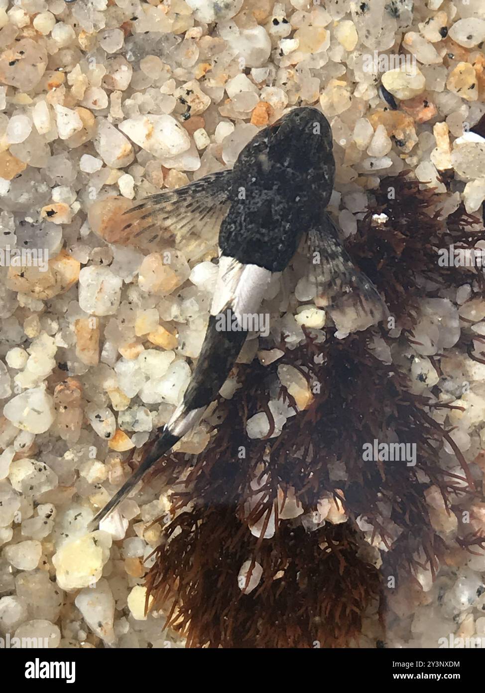 Mosshead Sculpin (Clinocottus globiceps) Actinopterygii Stock Photo - Alamy