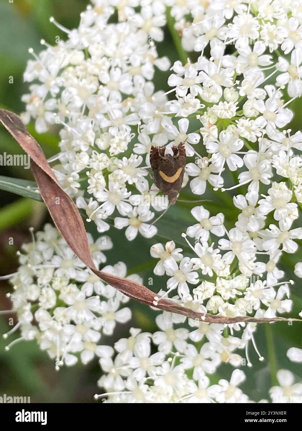 Common Drill (Dichrorampha petiverella) Insecta Stock Photo - Alamy