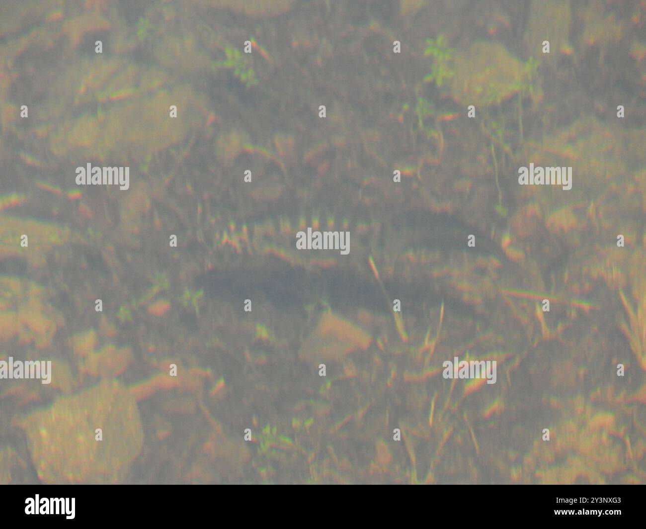 Italian Crested Newt (Triturus carnifex) Amphibia Stock Photo - Alamy