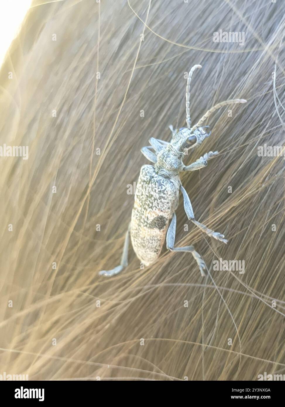 Blackspotted Longhorn Beetle (Rhagium mordax) Insecta Stock Photo - Alamy