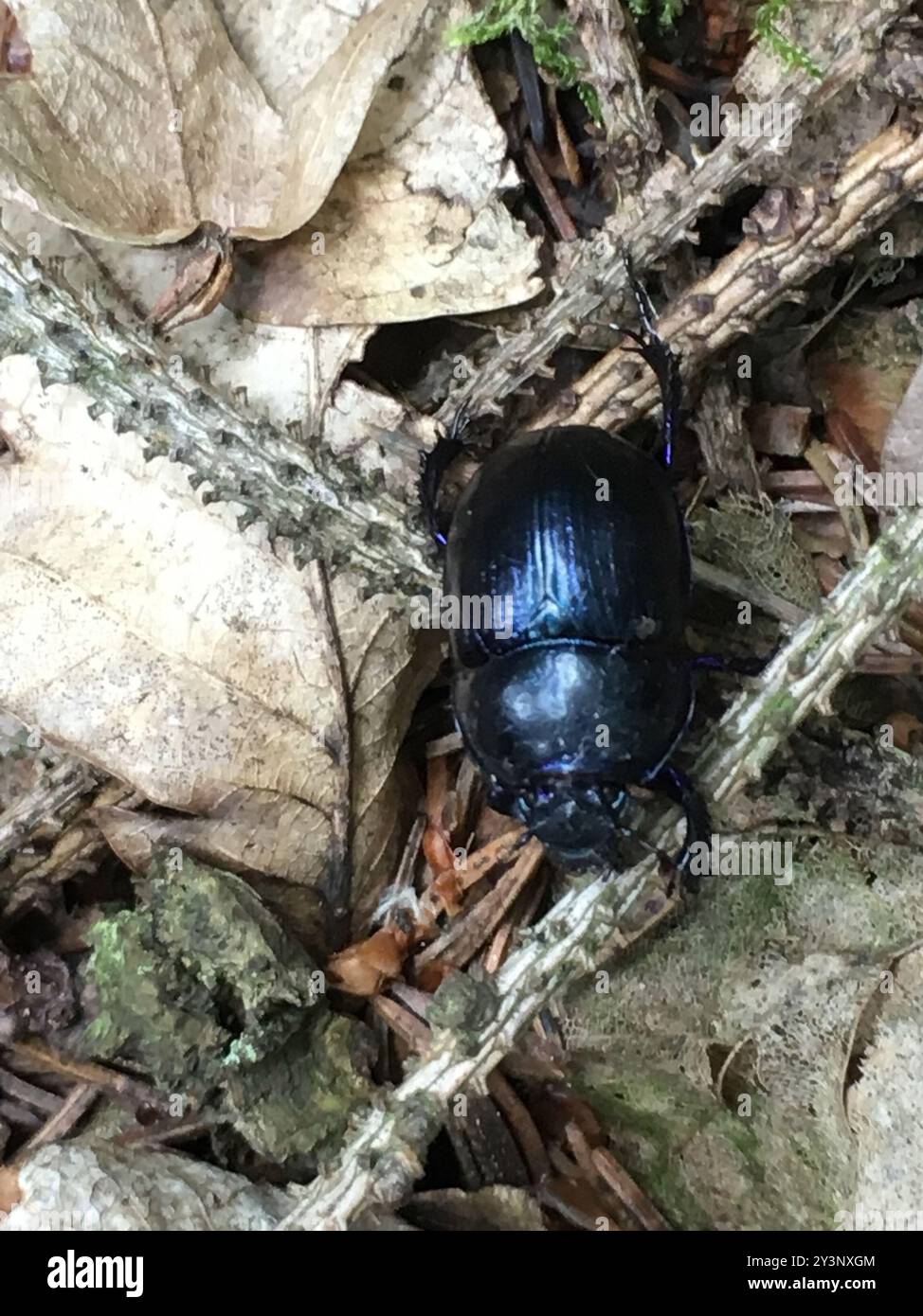 Woodland Dor Beetle (Anoplotrupes stercorosus) Insecta Stock Photo - Alamy