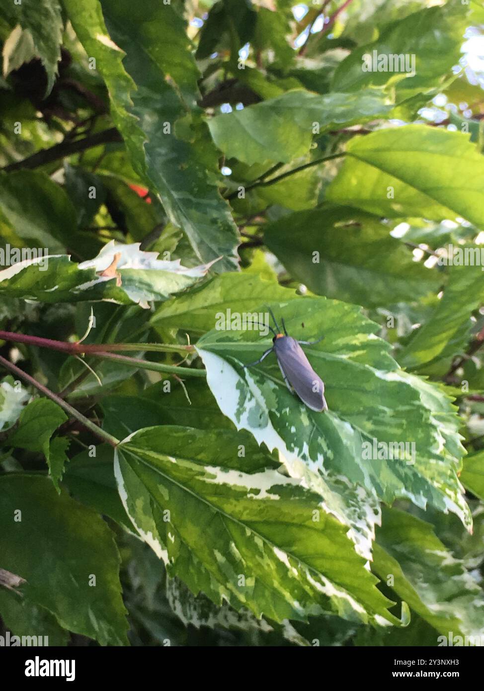 Edwards' Wasp Moth (Lymire edwardsii) Insecta Stock Photo - Alamy