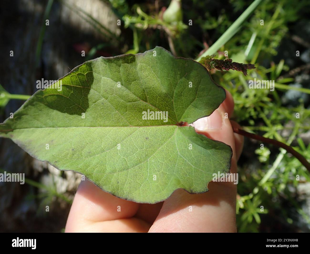 large bindweed (Calystegia silvatica) Plantae Stock Photo - Alamy