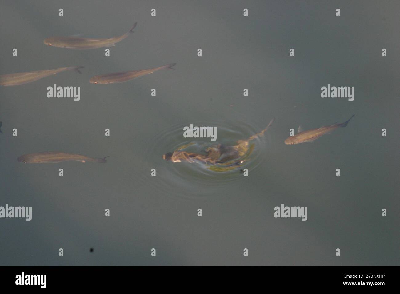 Thinlip Mullet (Chelon ramada) Actinopterygii Stock Photo - Alamy