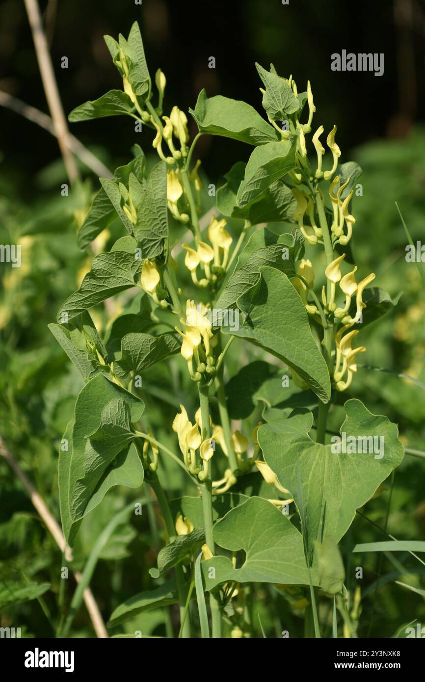 Birthwort (Aristolochia clematitis) Plantae Stock Photo - Alamy