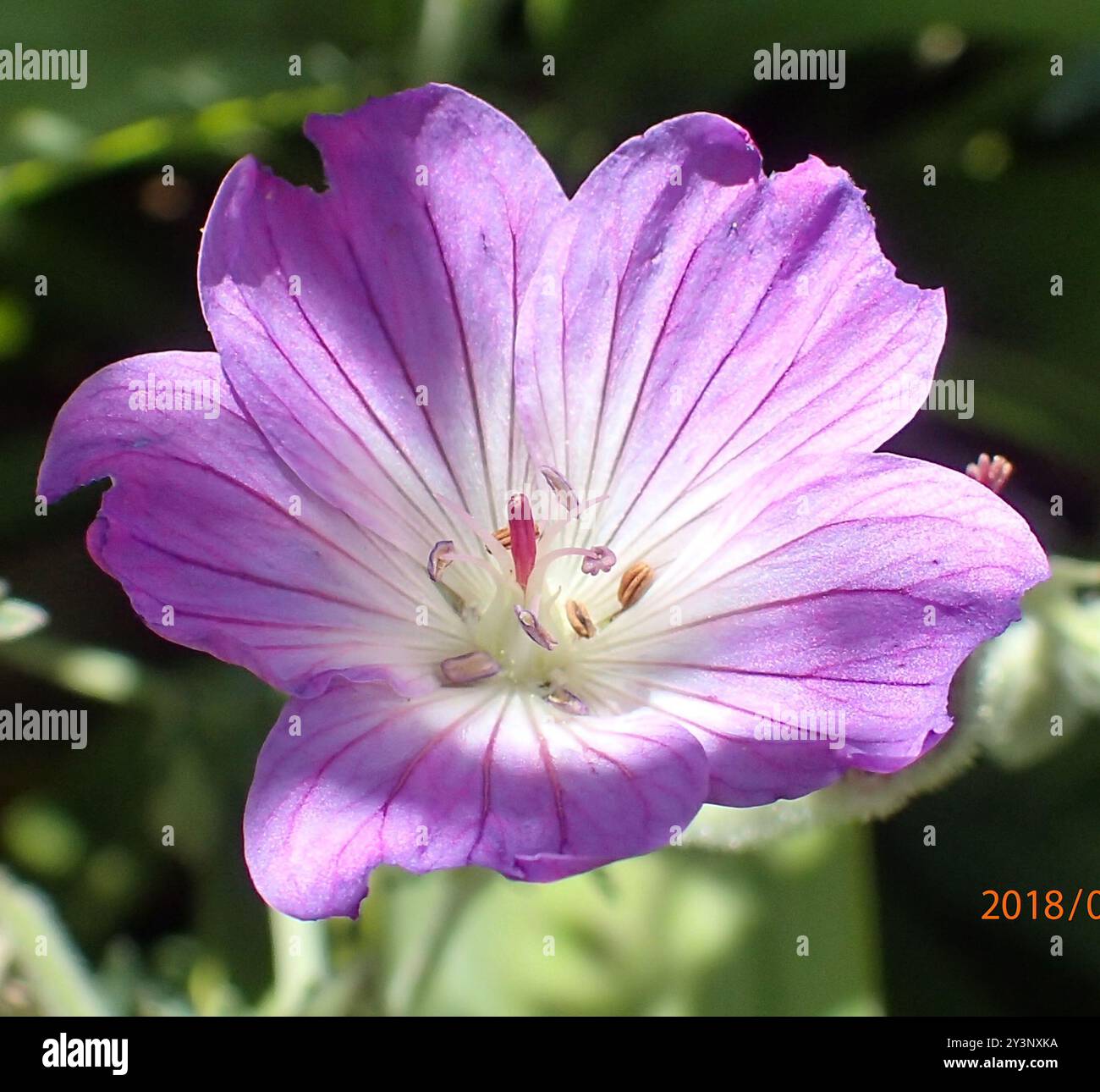 Marsh Cranesbill (Geranium multisectum) Plantae Stock Photo - Alamy