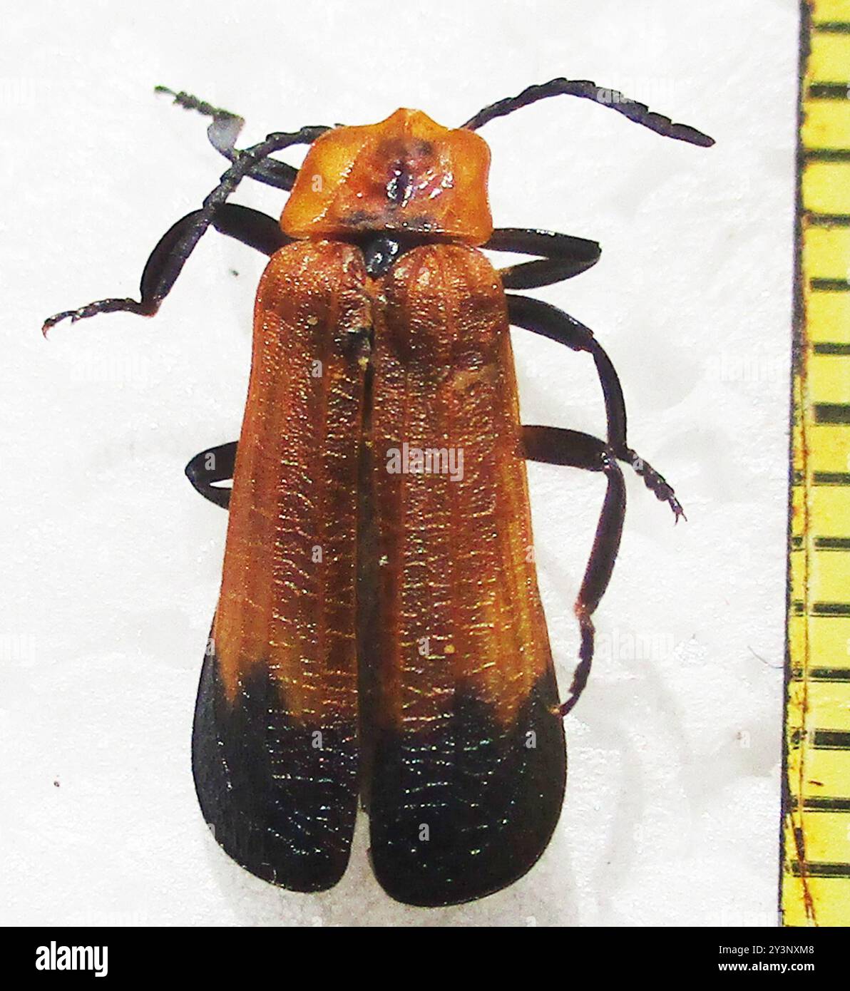 Net-winged Beetles (Lycidae) Insecta Stock Photo - Alamy