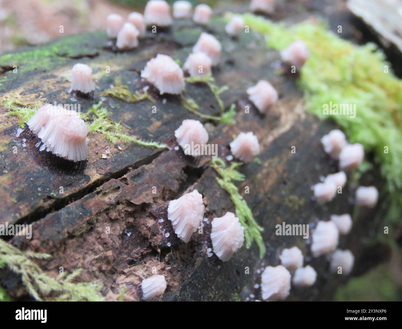 true slime molds (Myxomycetes) Protozoa Stock Photo - Alamy