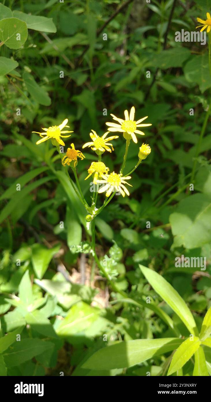 balsam ragwort (Packera paupercula) Plantae Stock Photo - Alamy