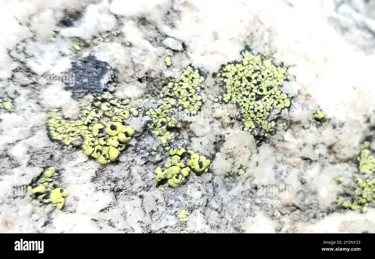 yellow map lichen (Rhizocarpon geographicum) Fungi Stock Photo - Alamy