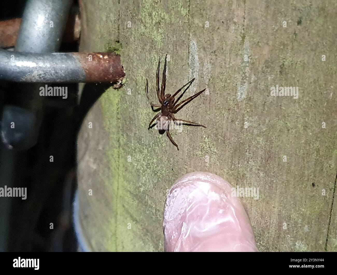 Tunnel Spiders (Segestriidae) Arachnida Stock Photo - Alamy