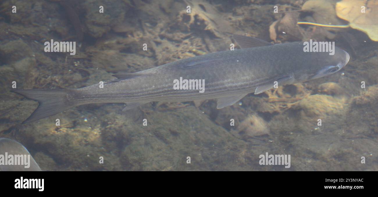 Sea Mullet (Mugil cephalus) Actinopterygii Stock Photo - Alamy