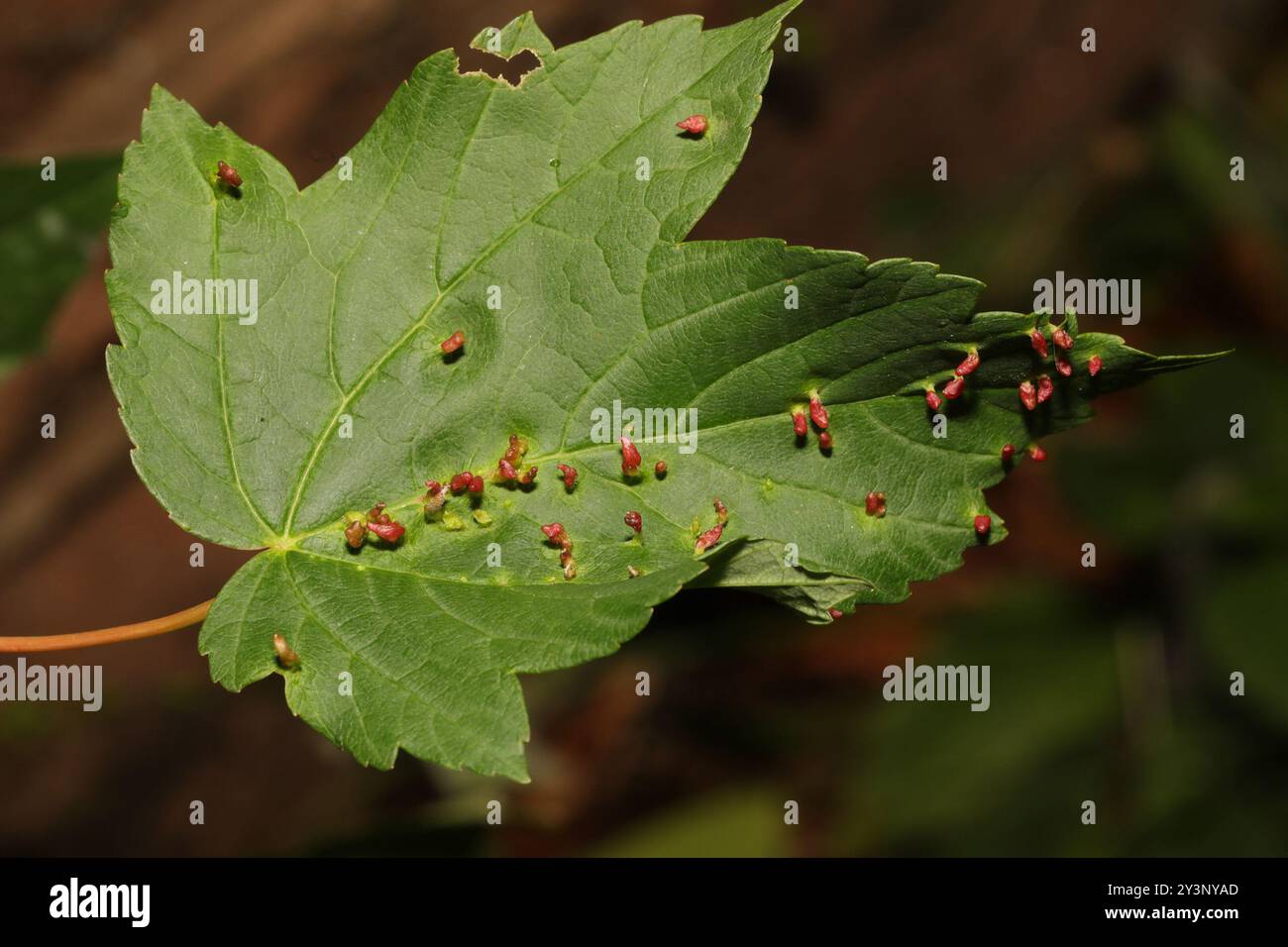 Maple gall mite (Aceria macrorhyncha) Arachnida Stock Photo - Alamy