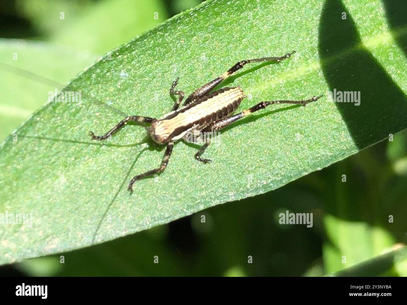 Shieldback Katydids (Tettigoniinae) Insecta Stock Photo - Alamy