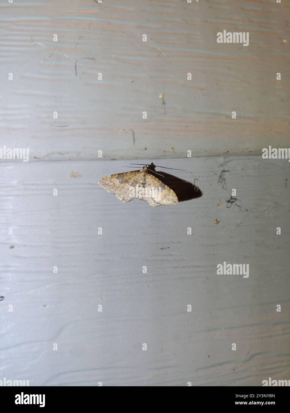 Gem Moth (Orthonama obstipata) Insecta Stock Photo - Alamy