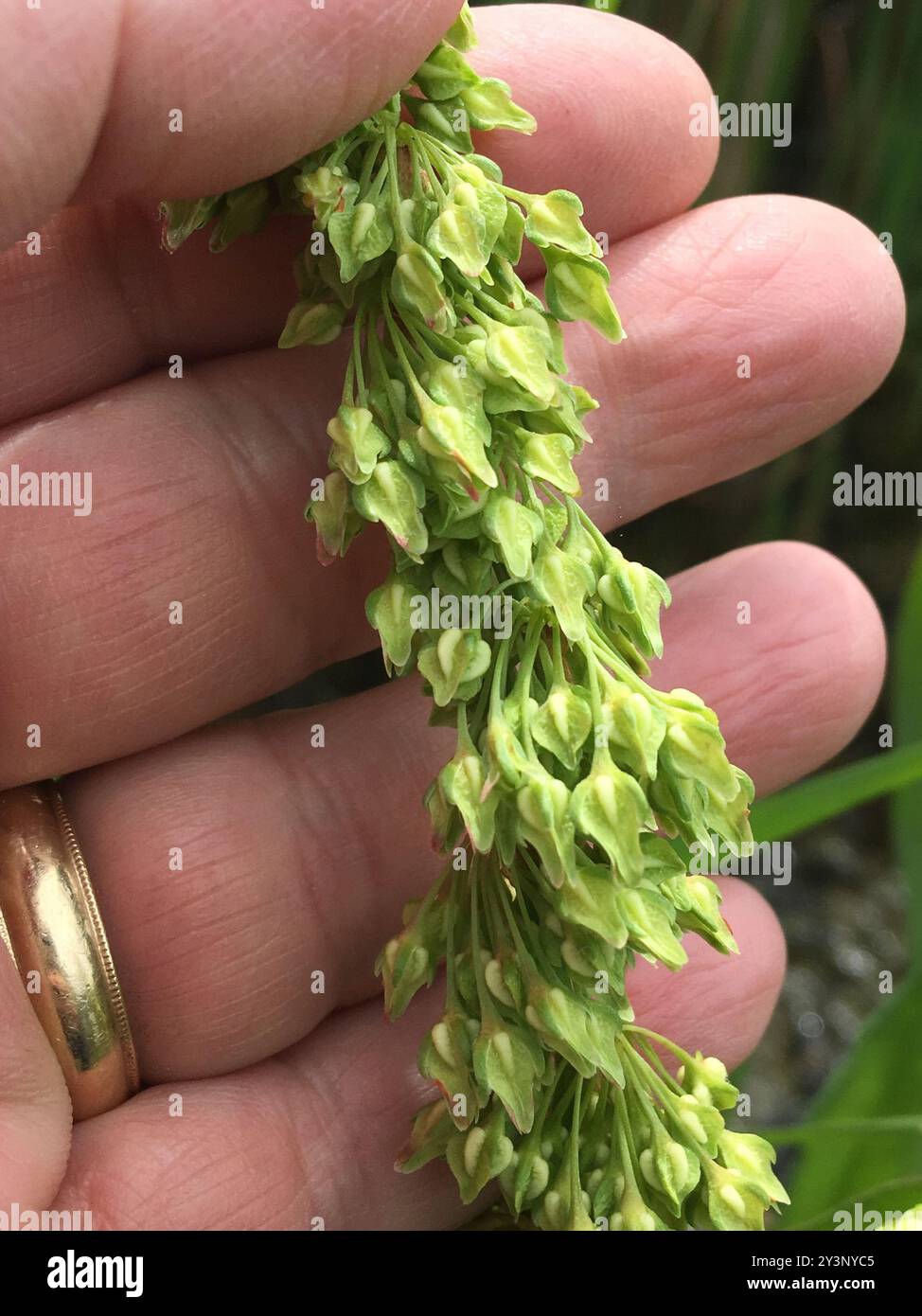 swamp dock (Rumex verticillatus) Plantae Stock Photo - Alamy