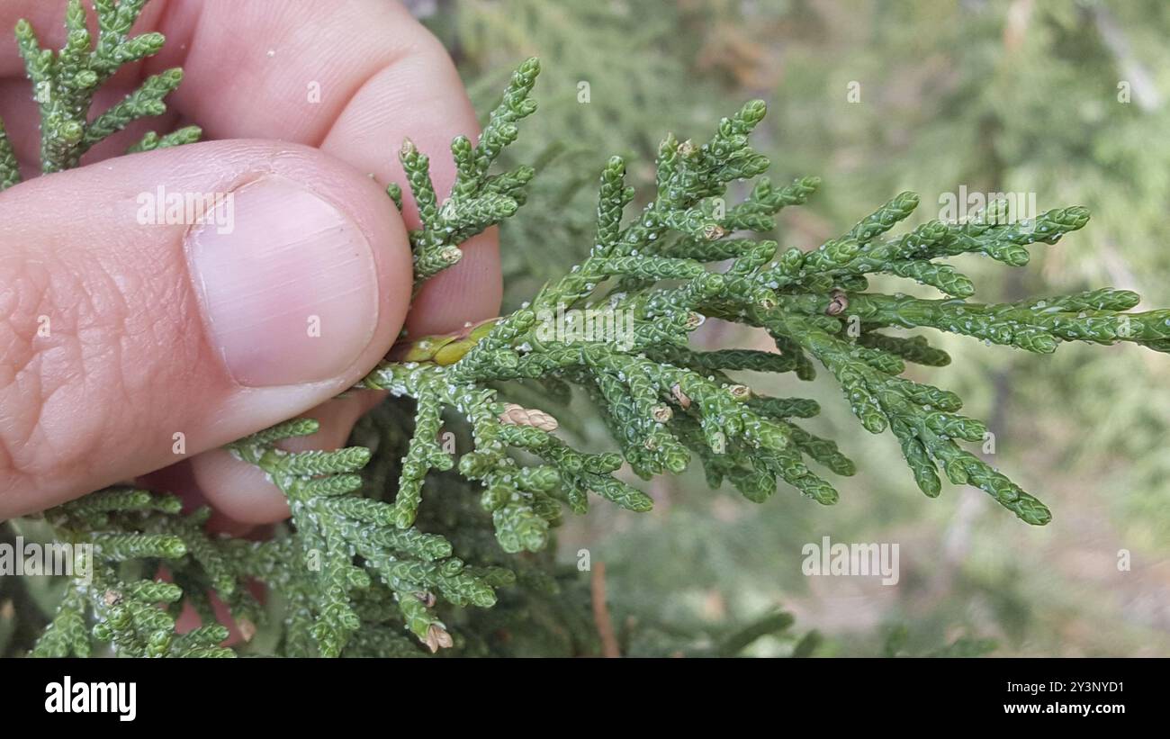 Sierra juniper (Juniperus grandis) Plantae Stock Photo - Alamy