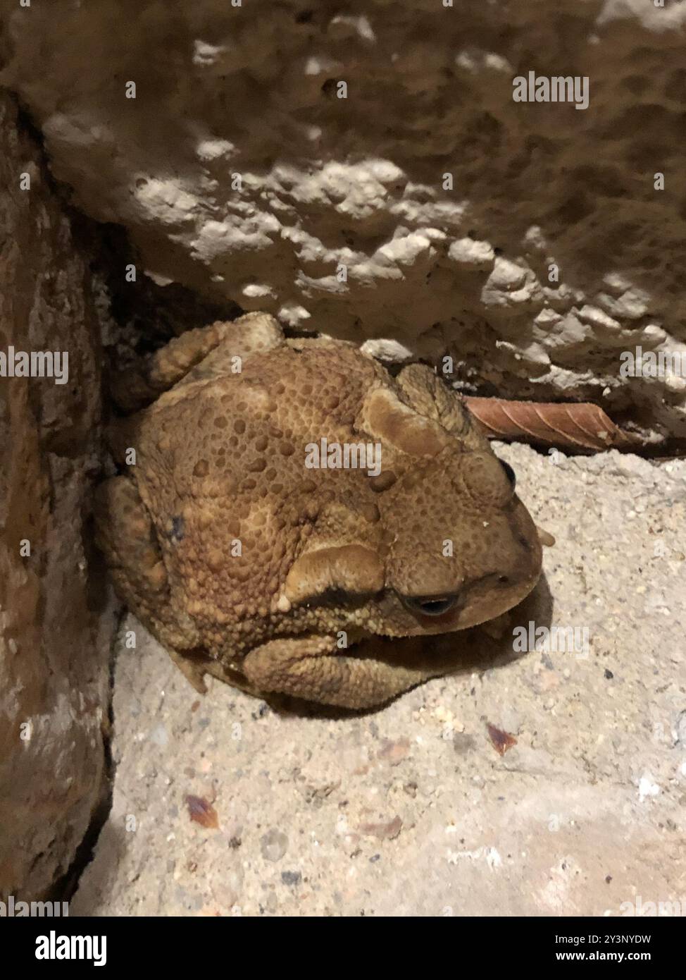 Spiny Toad (Bufo spinosus) Amphibia Stock Photo - Alamy