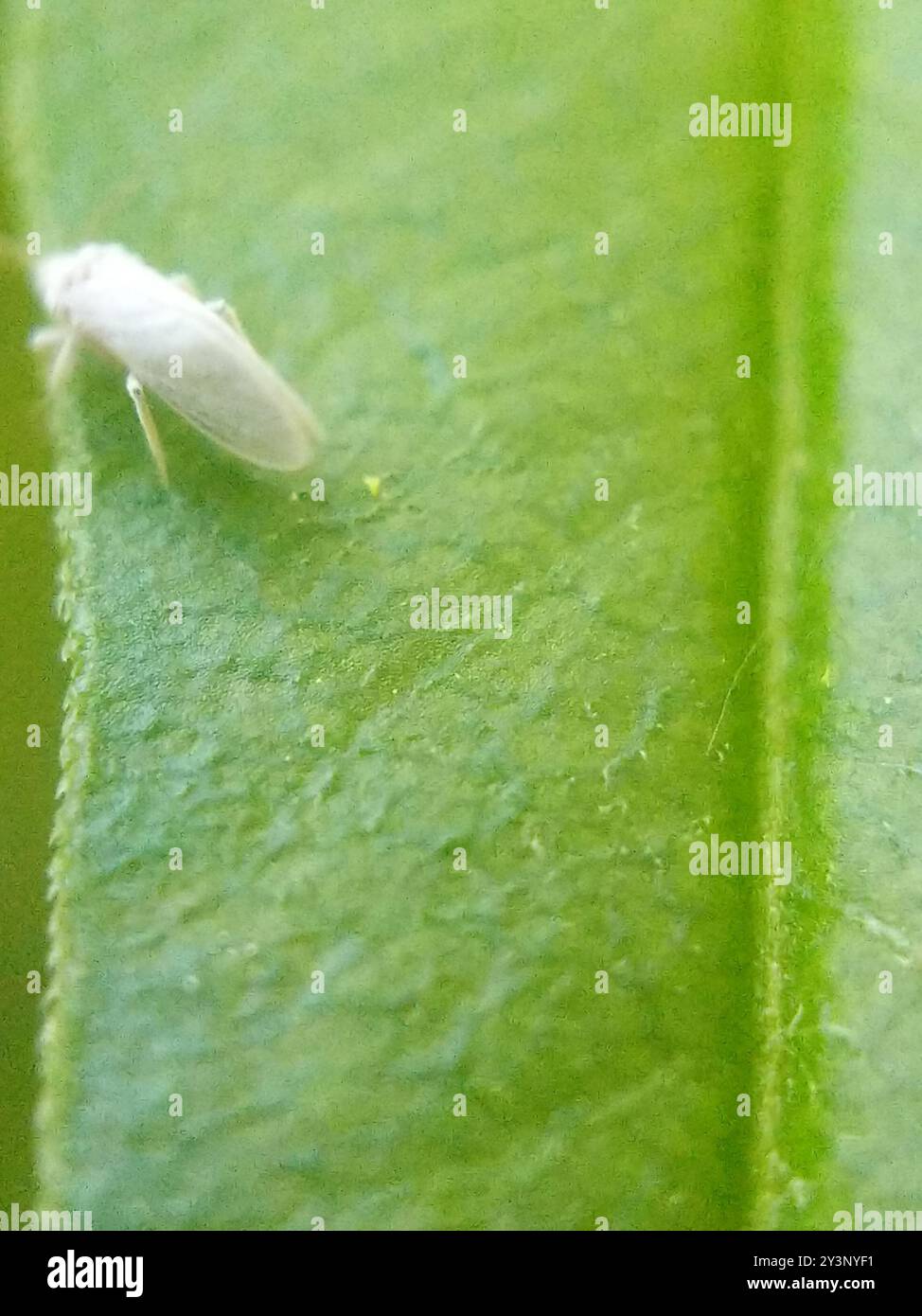 Dusty-winged Lacewings (Coniopterygidae) Insecta Stock Photo - Alamy