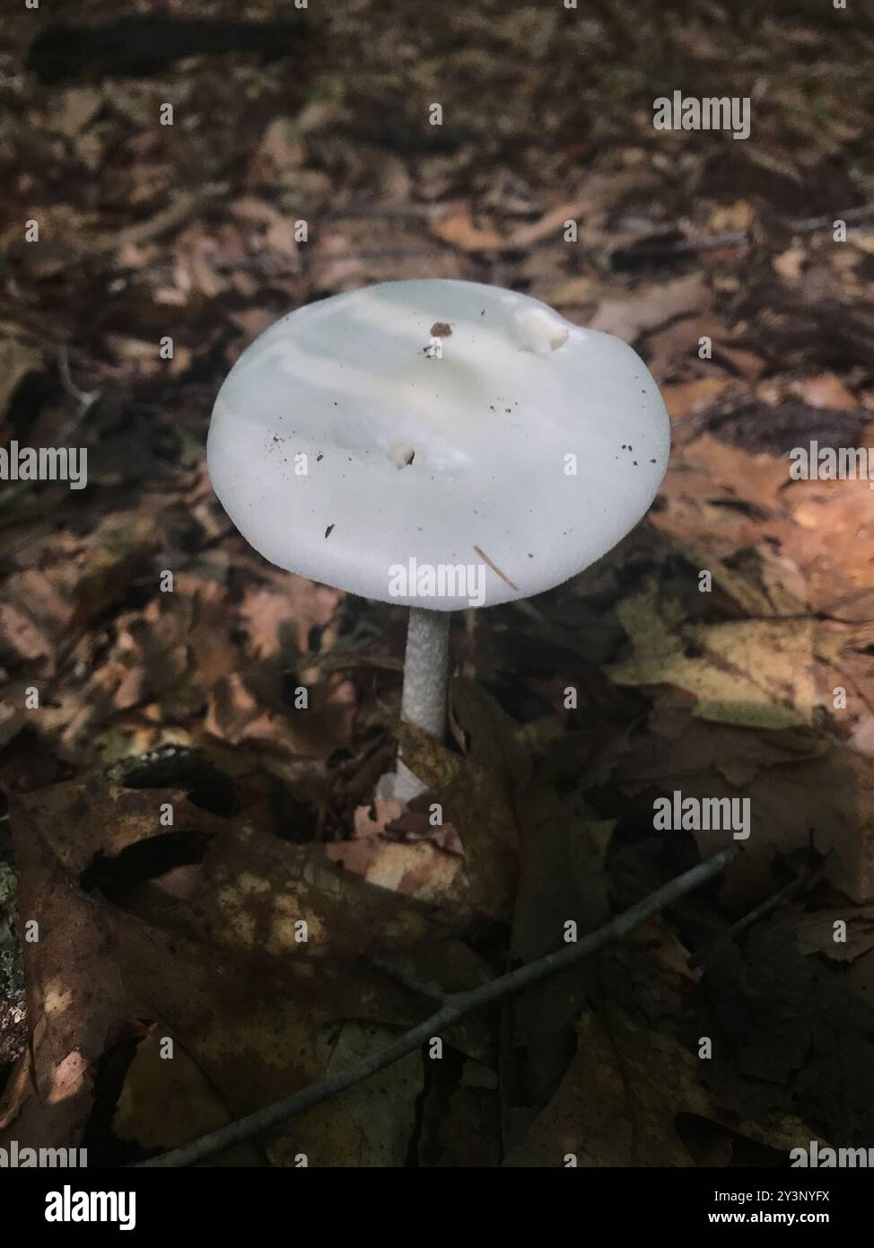 Eastern North American Destroying Angel (Amanita bisporigera) Fungi ...