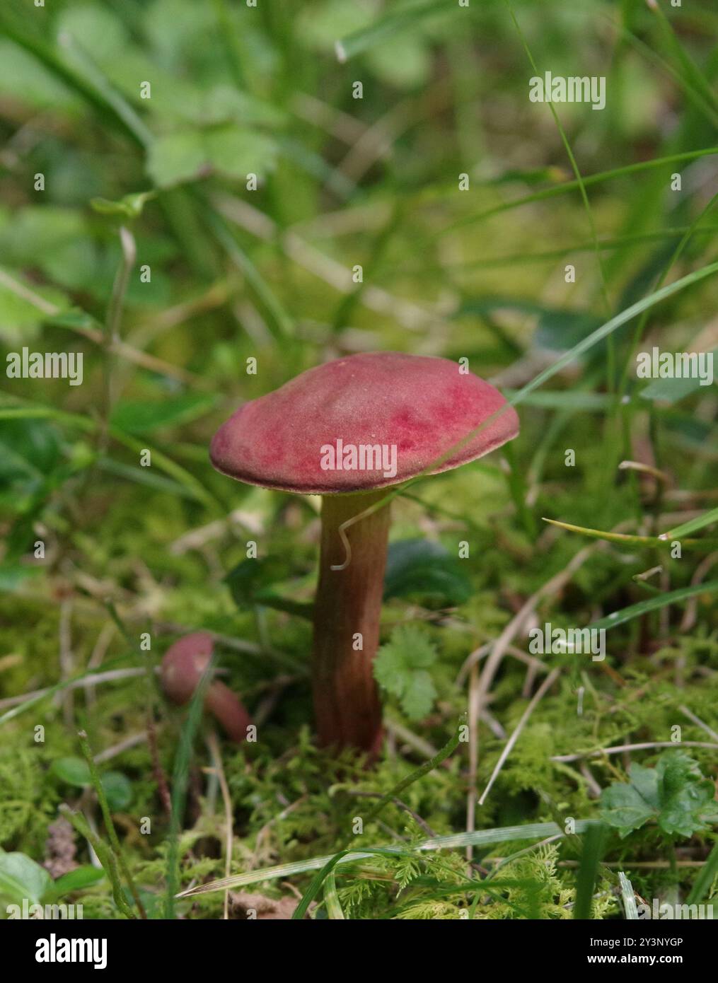 Ruby Bolete (Hortiboletus rubellus) Fungi Stock Photo - Alamy