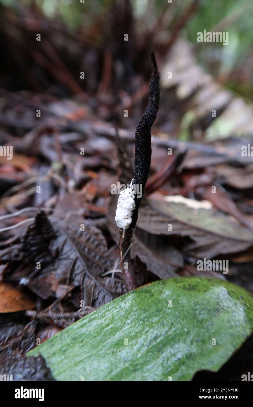 Vegetable caterpillar (Ophiocordyceps robertsii) Fungi Stock Photo - Alamy