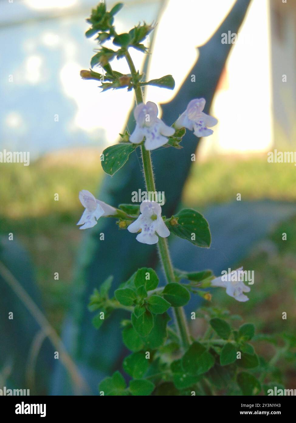 Lesser Calamint (Clinopodium nepeta) Plantae Stock Photo - Alamy