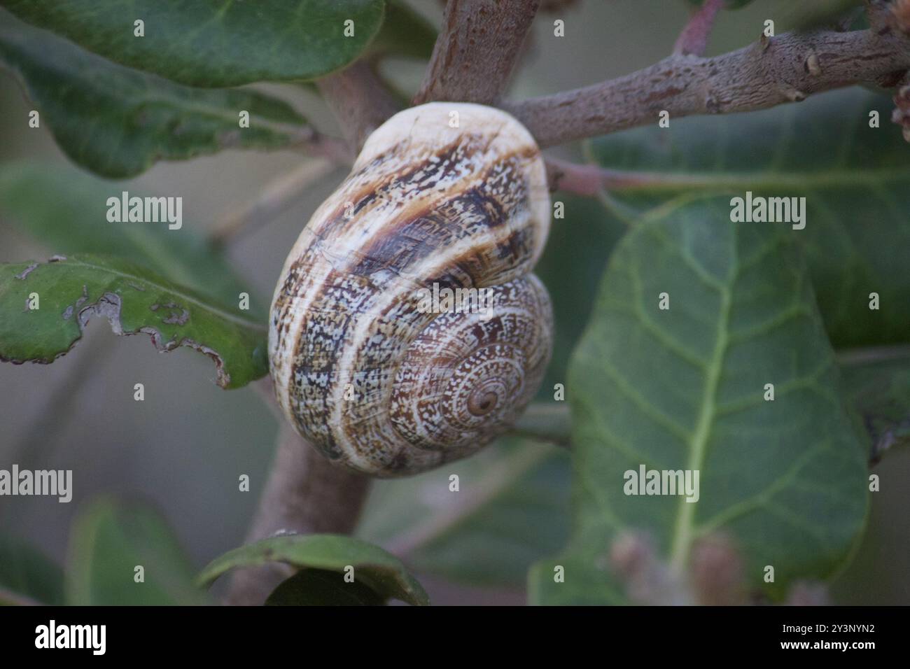 Milk Snail (Otala lactea) Mollusca Stock Photo - Alamy