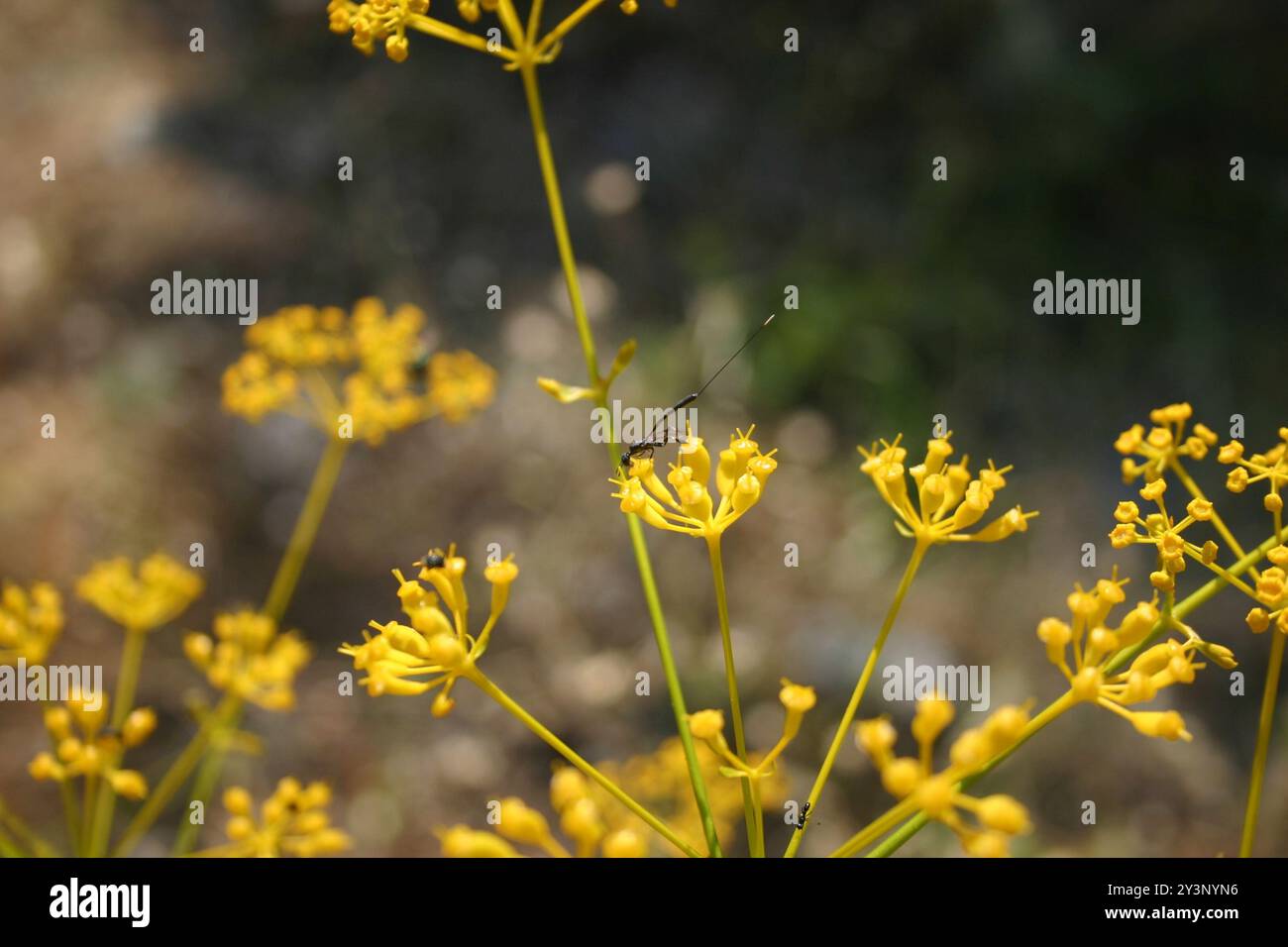 Javelin Wasp (Gasteruption jaculator) Insecta Stock Photo - Alamy