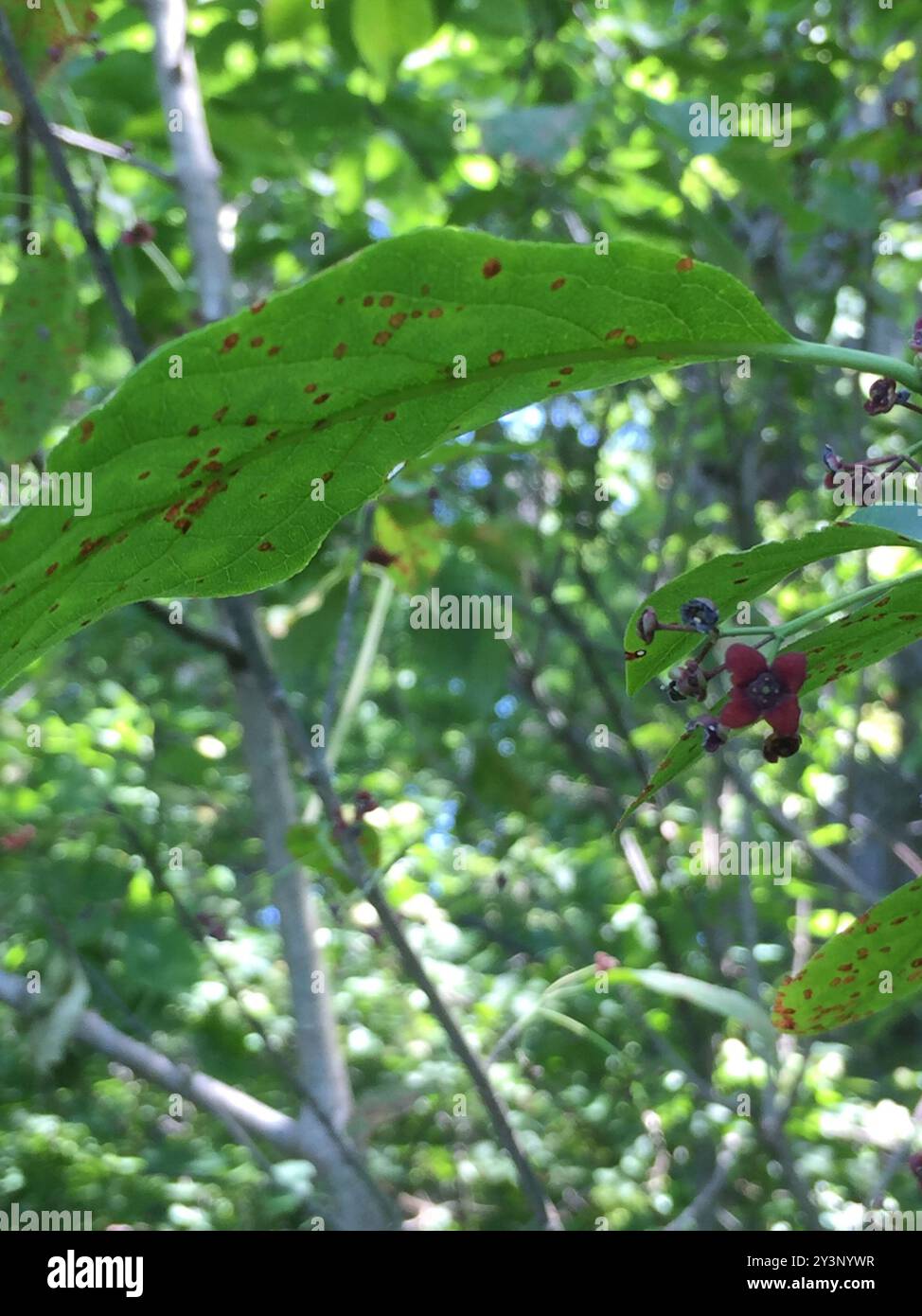 wahoo (Euonymus atropurpureus) Plantae Stock Photo - Alamy